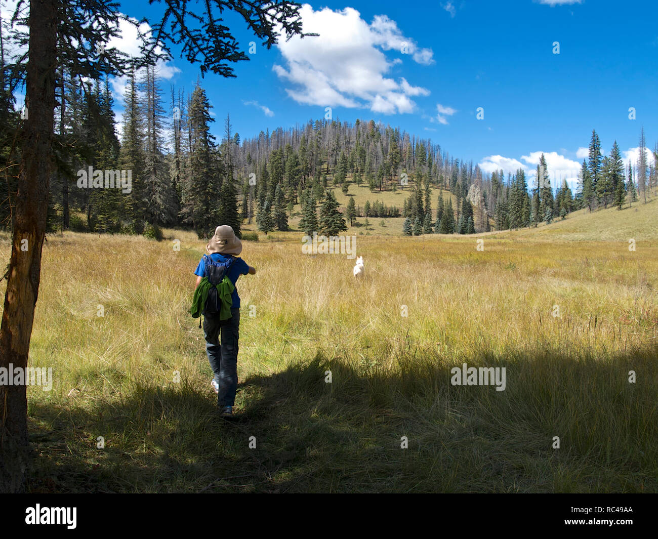 Hiking in Pinetop Stock Photo - Alamy