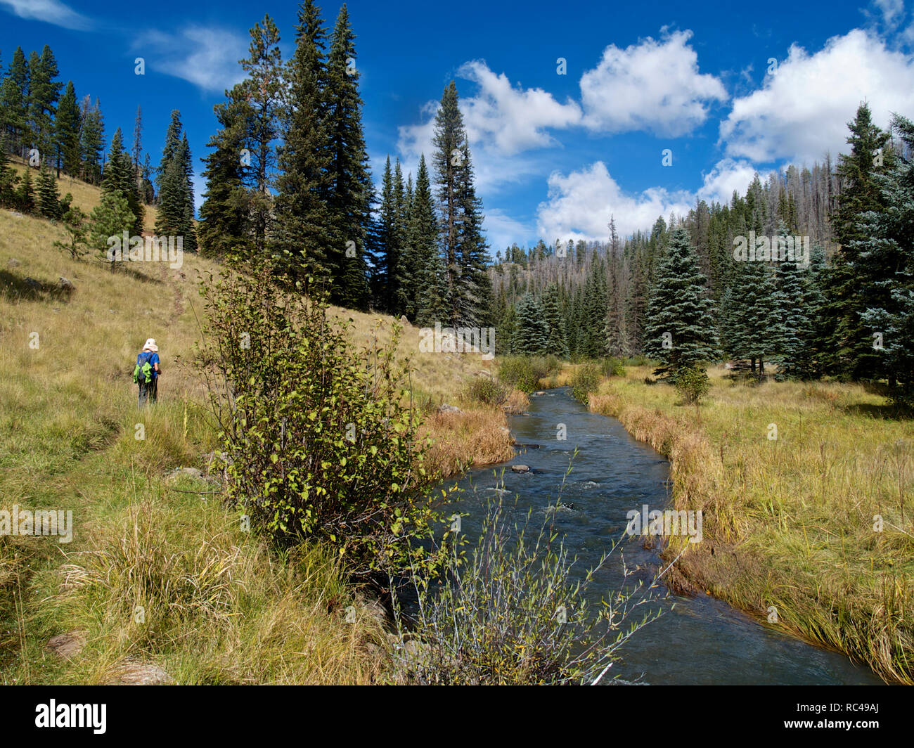 Hiking in Pinetop Stock Photo - Alamy