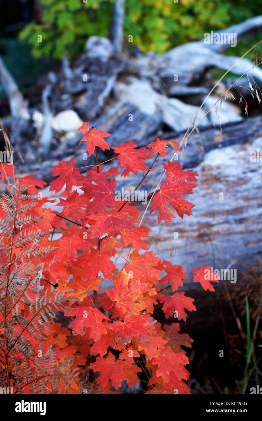 Fall Colors in Tucson Stock Photo - Alamy