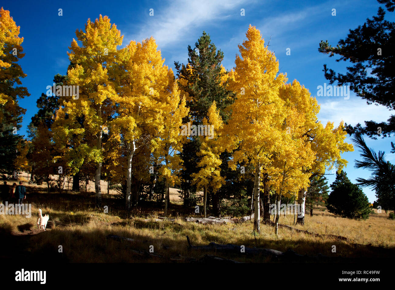 Flagstaff outdoors hi-res stock photography and images - Alamy