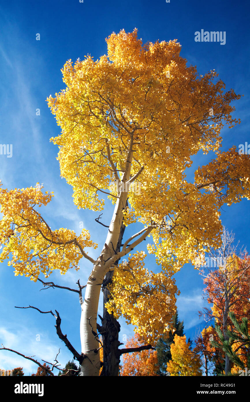 Flagstaff peak hi-res stock photography and images - Alamy