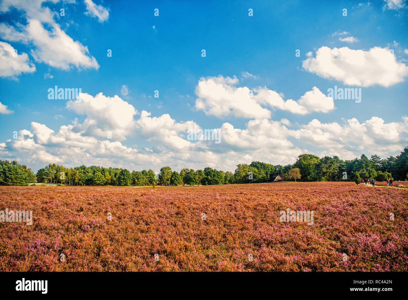 Heathland with flowering common heather Calluna vulgaris and an oak in ...