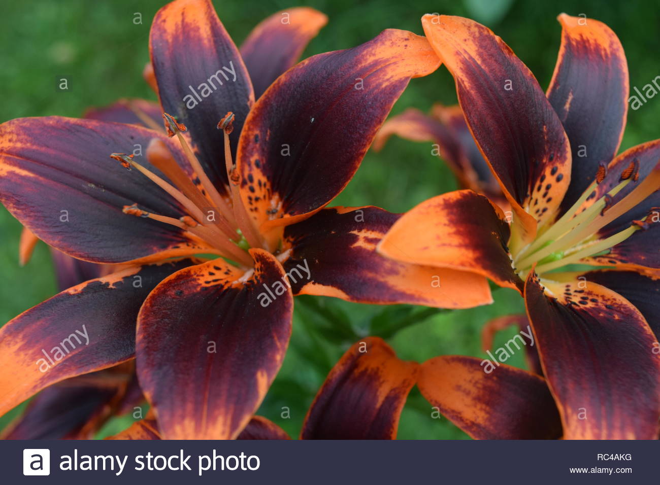 Asiatic Lilies Garden Stock Photos & Asiatic Lilies Garden Stock Images ...