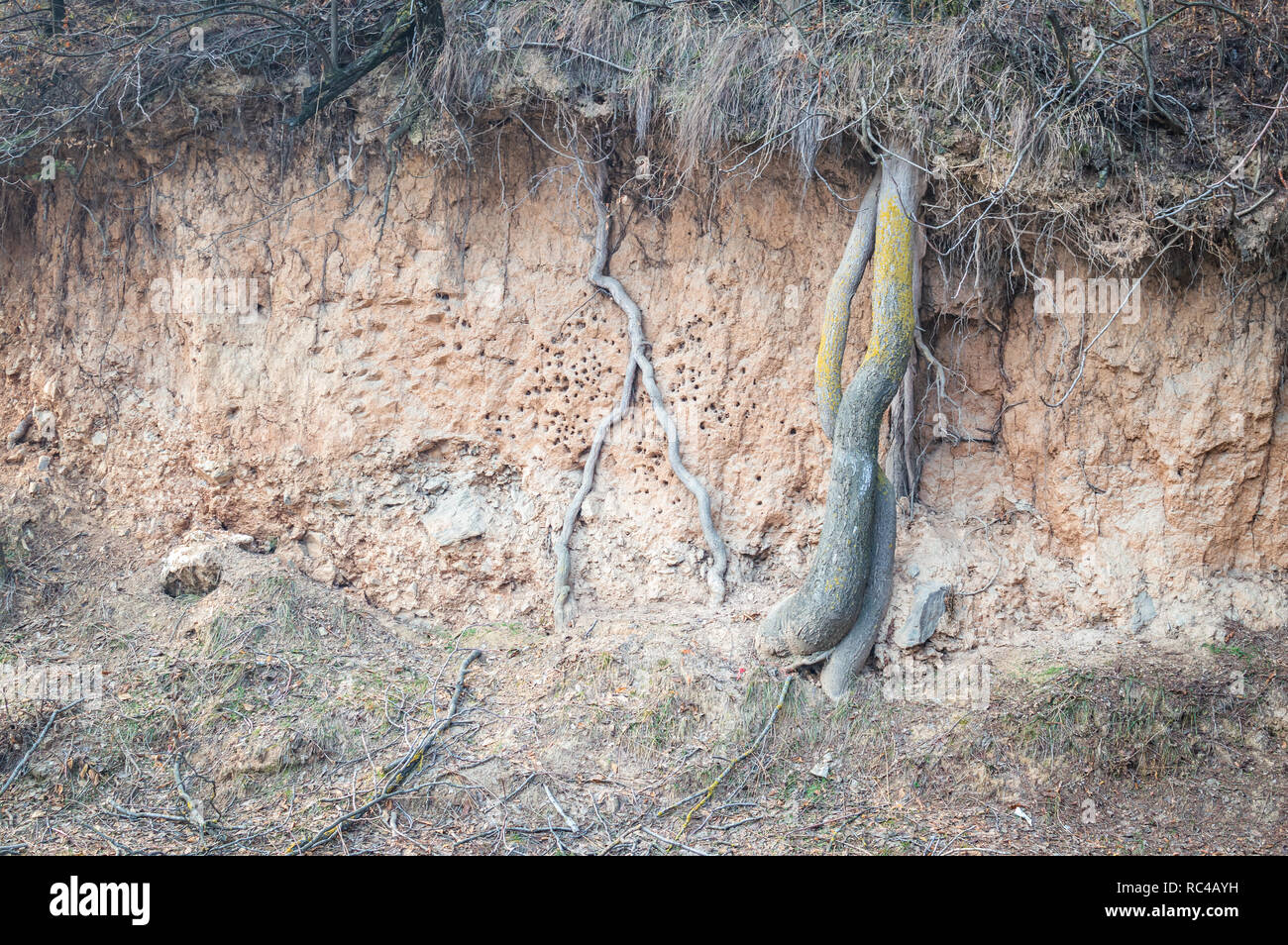 Layers of soil red soil roots in soil soil profile soil zones trees ...