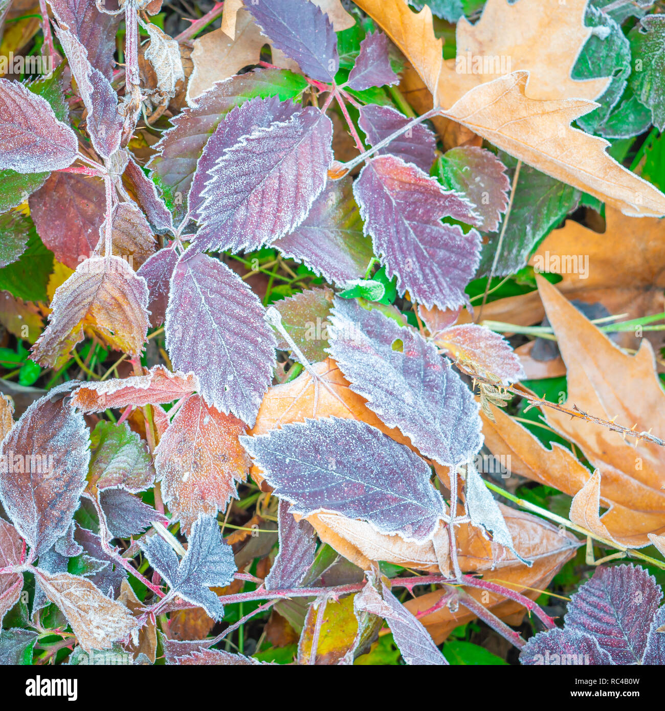 Fall forest during cold october weather hi-res stock photography and ...