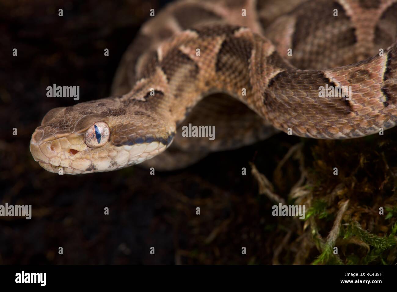 Lance head viper hi-res stock photography and images - Alamy