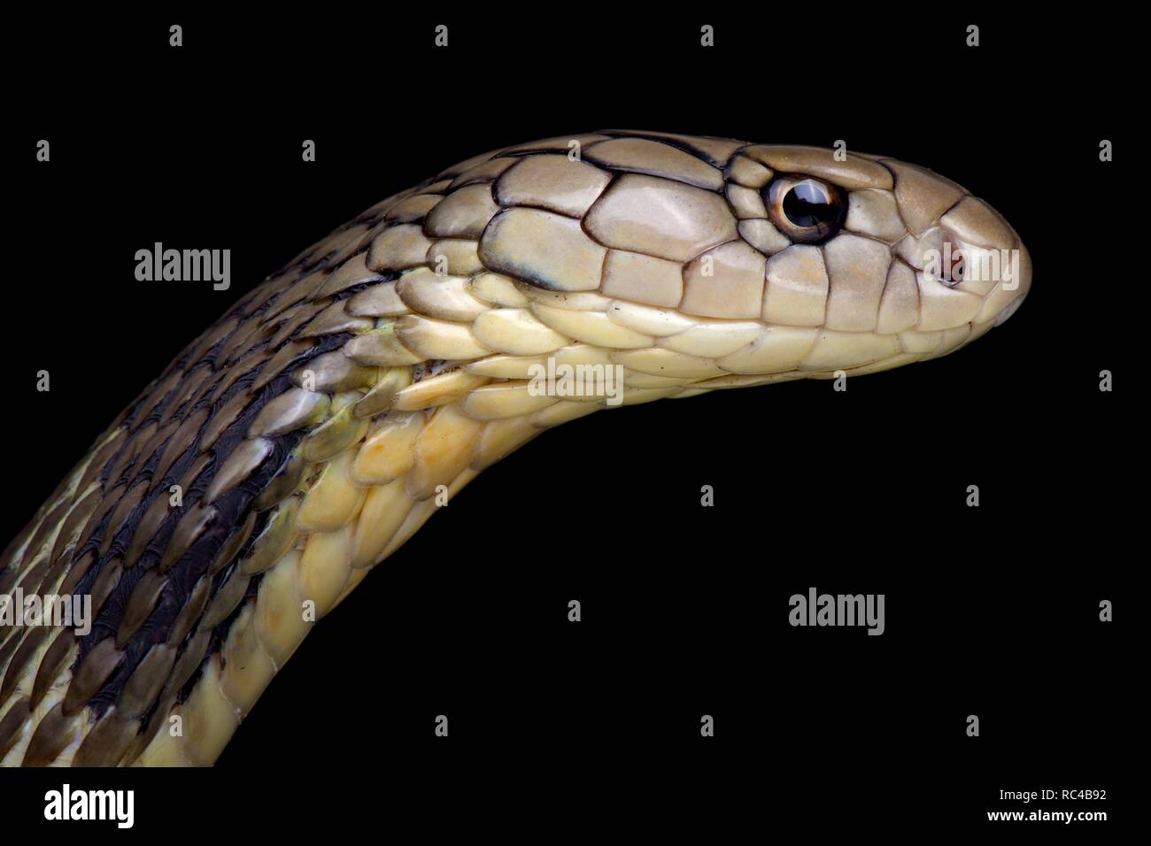 Chinese Cobra Snake High Resolution Stock Photography and Images - Alamy
