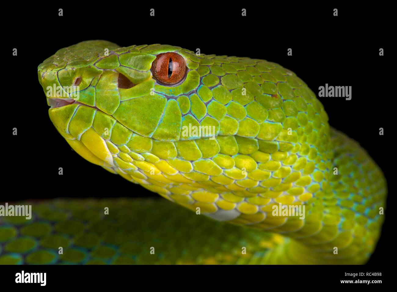 Philippine pit viper (Trimeresurus flavomaculatus Stock Photo - Alamy