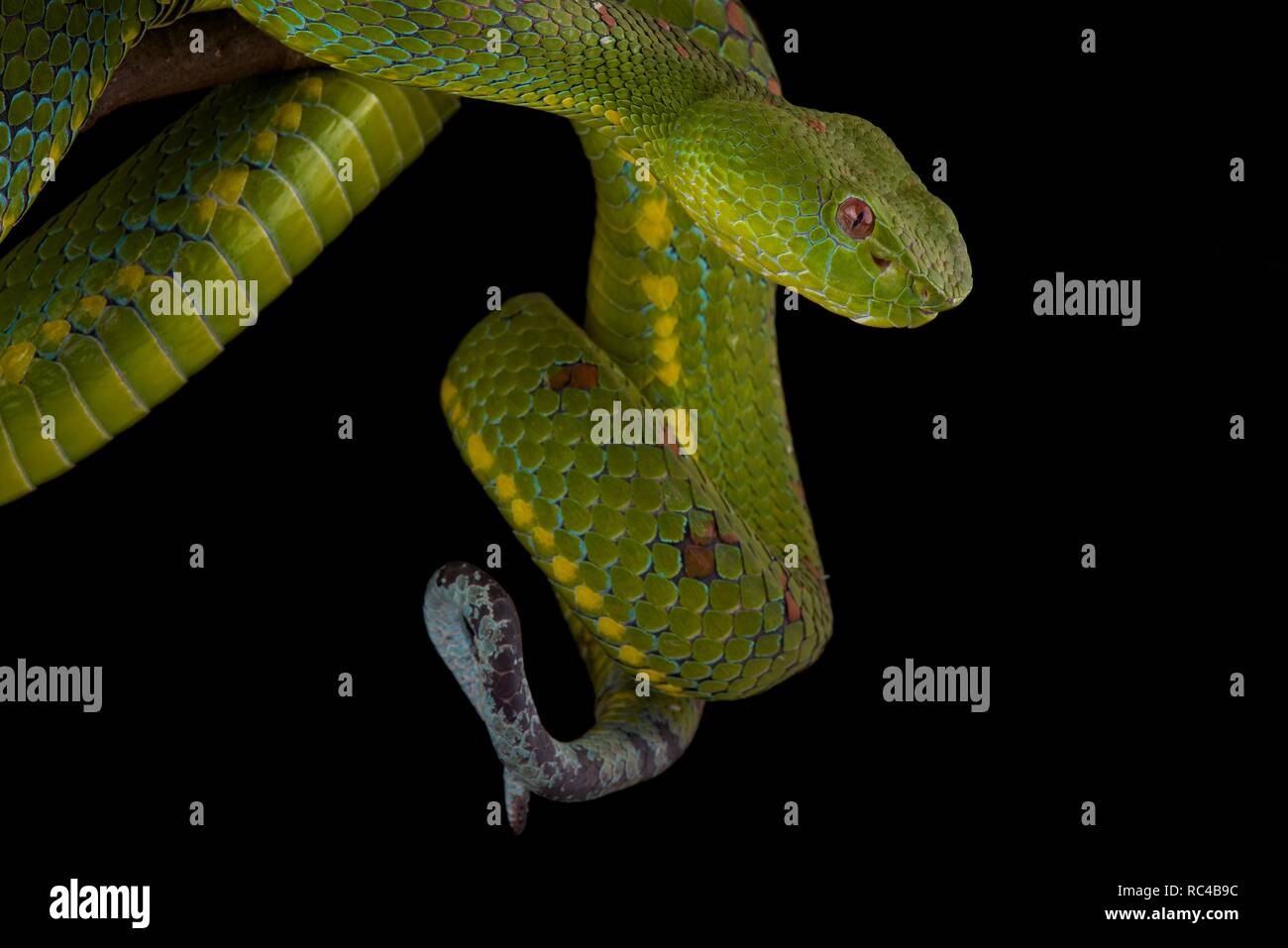 Philippine pitviper hi-res stock photography and images - Alamy
