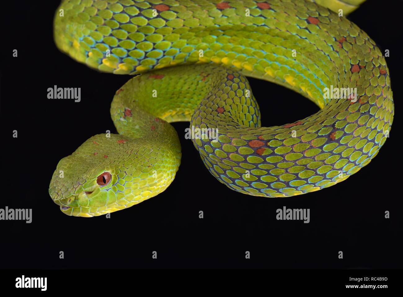 Philippine pit viper (Trimeresurus flavomaculatus Stock Photo - Alamy