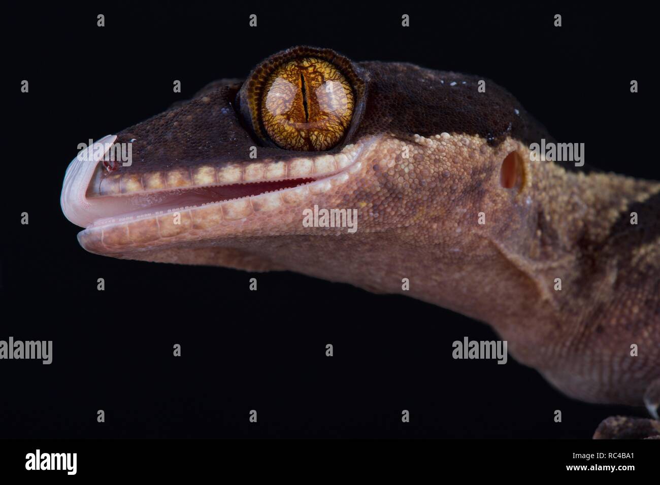 Papua giant banded gecko (Cyrtodactylus louisiadensis Stock Photo - Alamy