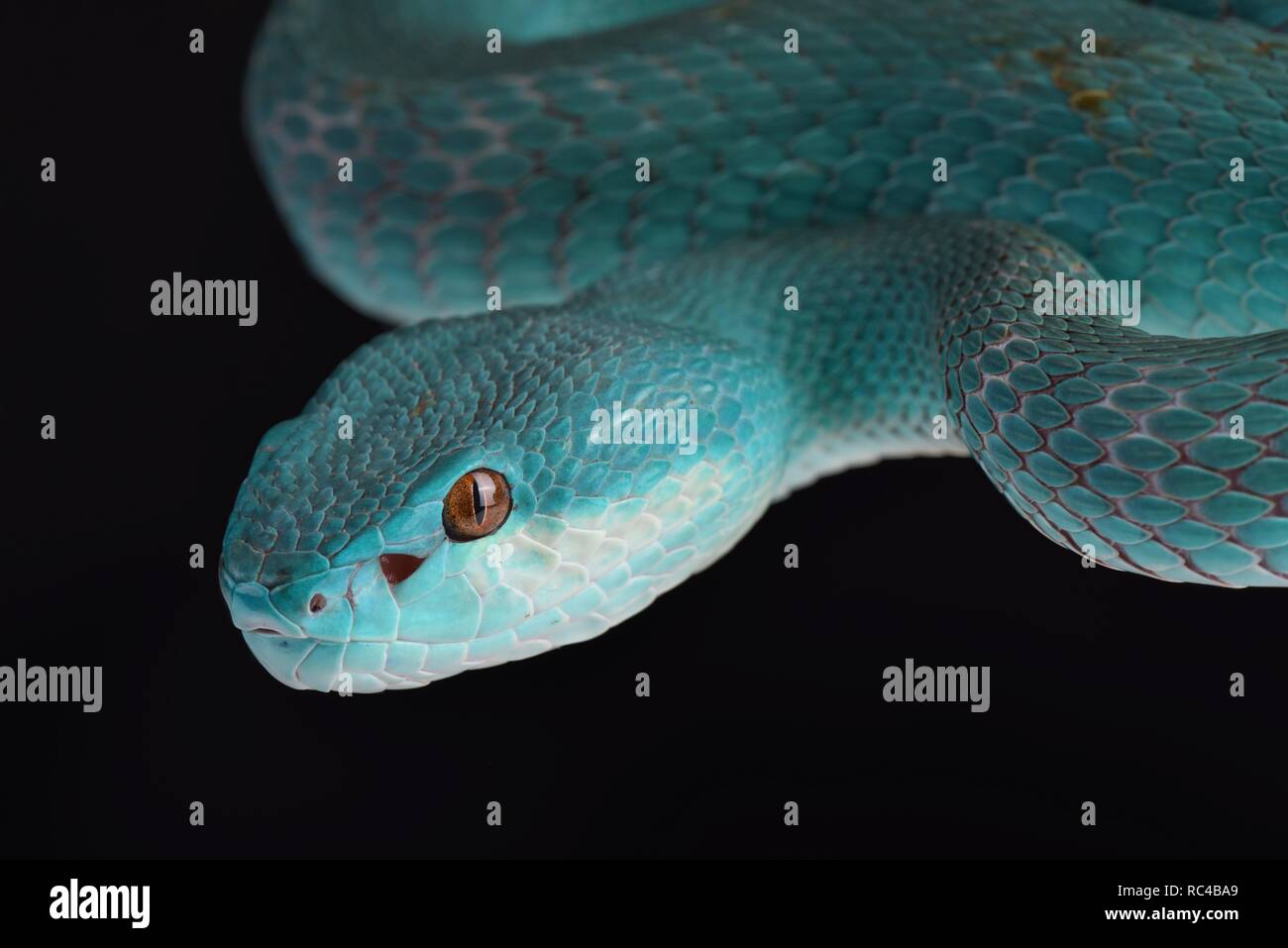 Lesser Sunda pitviper (Trimeresurus insularis Stock Photo - Alamy