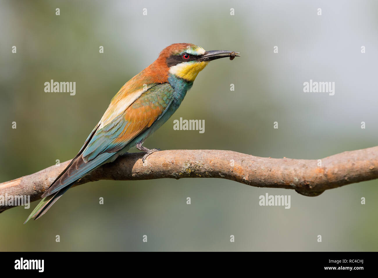 The beautiful European bee eater (Merops apiaster Stock Photo - Alamy