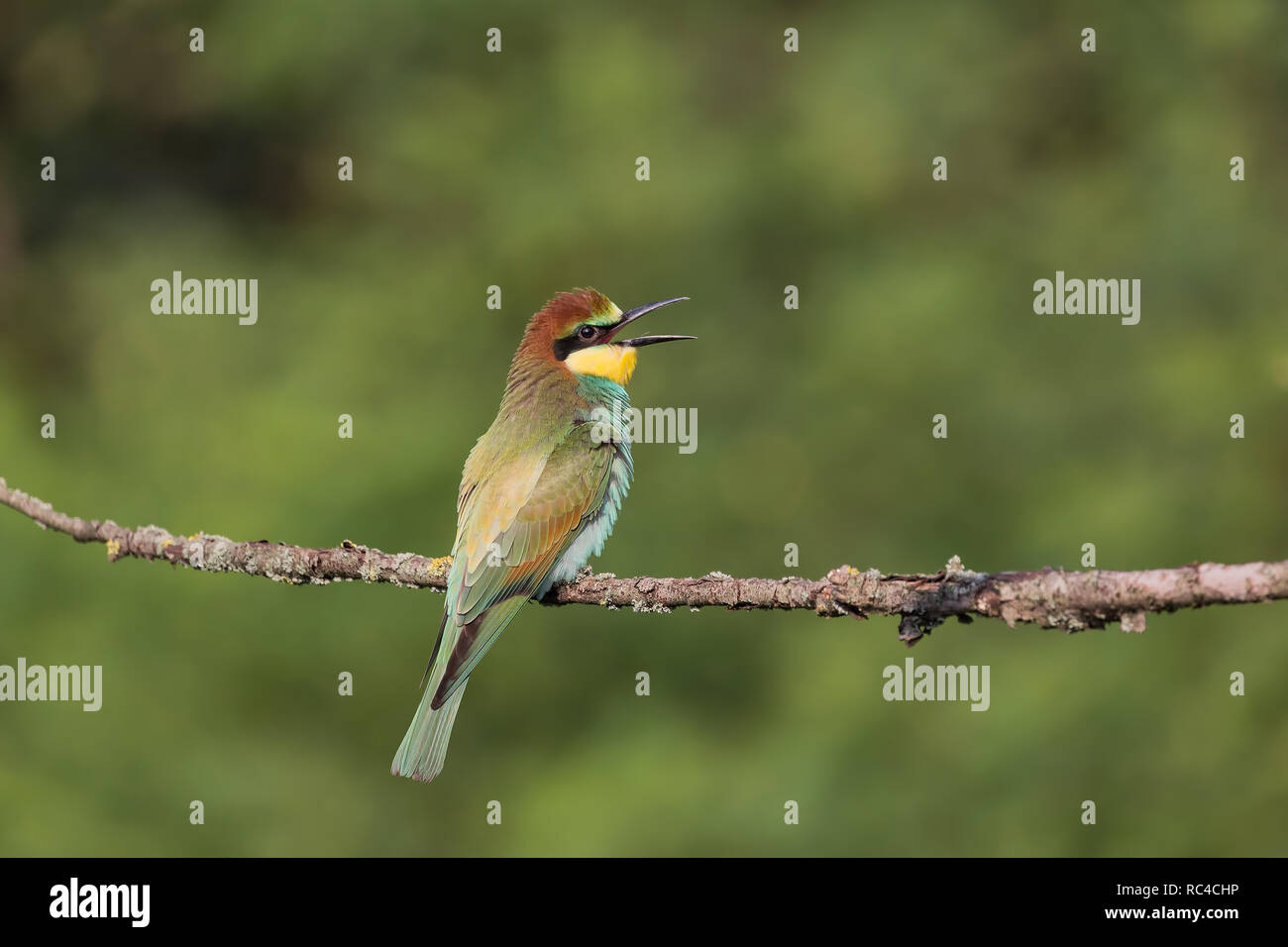 The beautiful European bee eater (Merops apiaster Stock Photo - Alamy