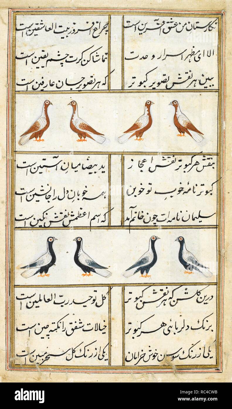 Kabutar hi-res stock photography and images - Alamy