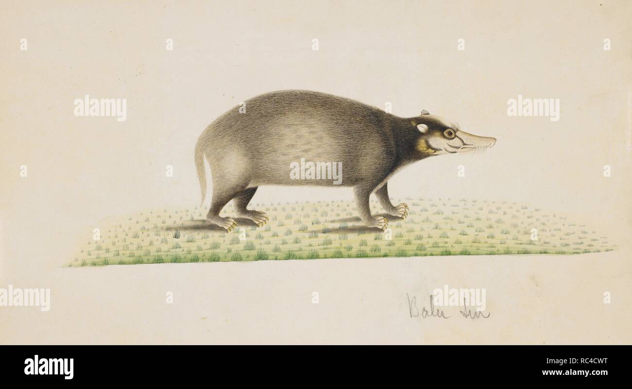 Hog Badger â€˜Arctonyx collarisâ€™. Wellesley Albums. 1798 - 1805 ...