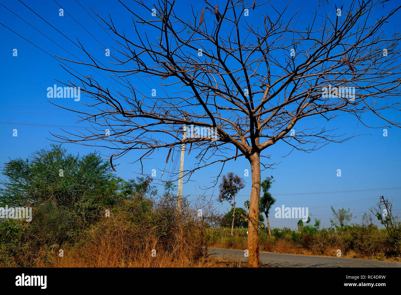 Barren tree outside the Someshwar Temple, Mahuli Sangam, Satara ...