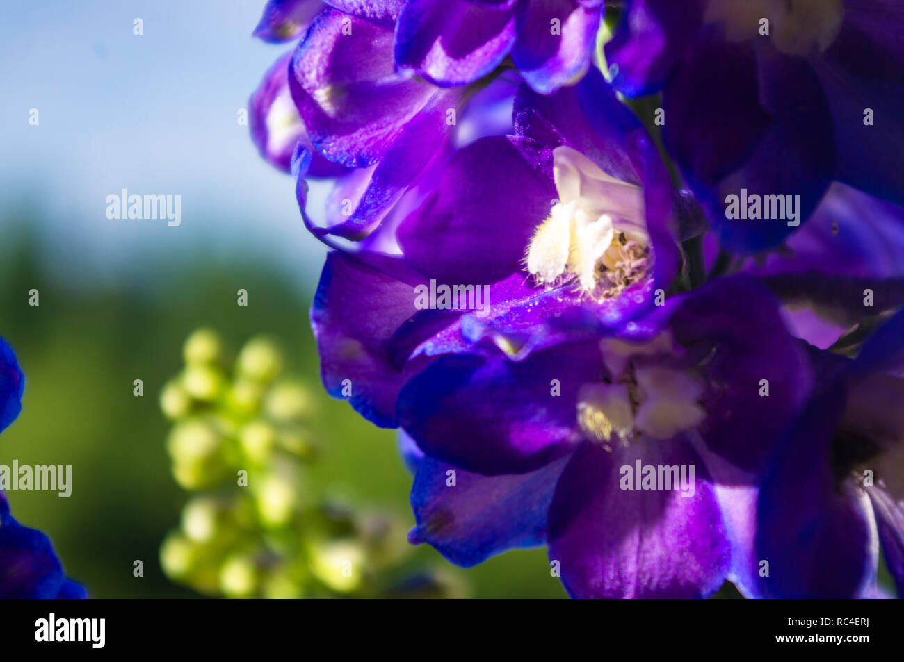 a colorful bouquet of bright spring flowers of various types, close-up ...