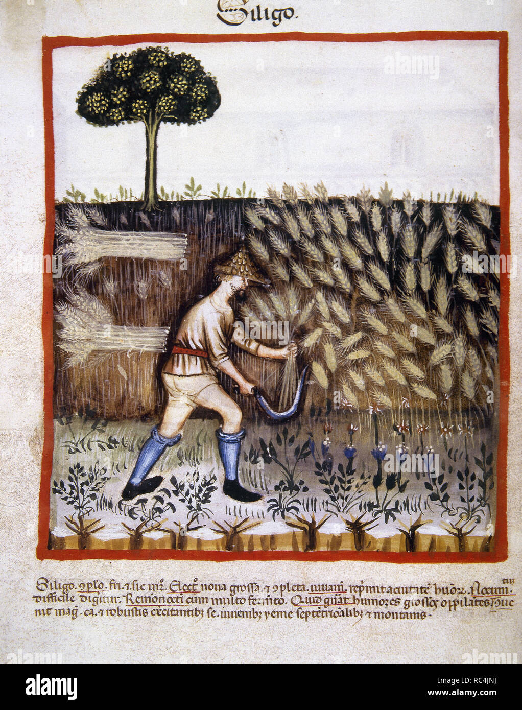 Medieval peasants harvesting grain hi-res stock photography and images ...