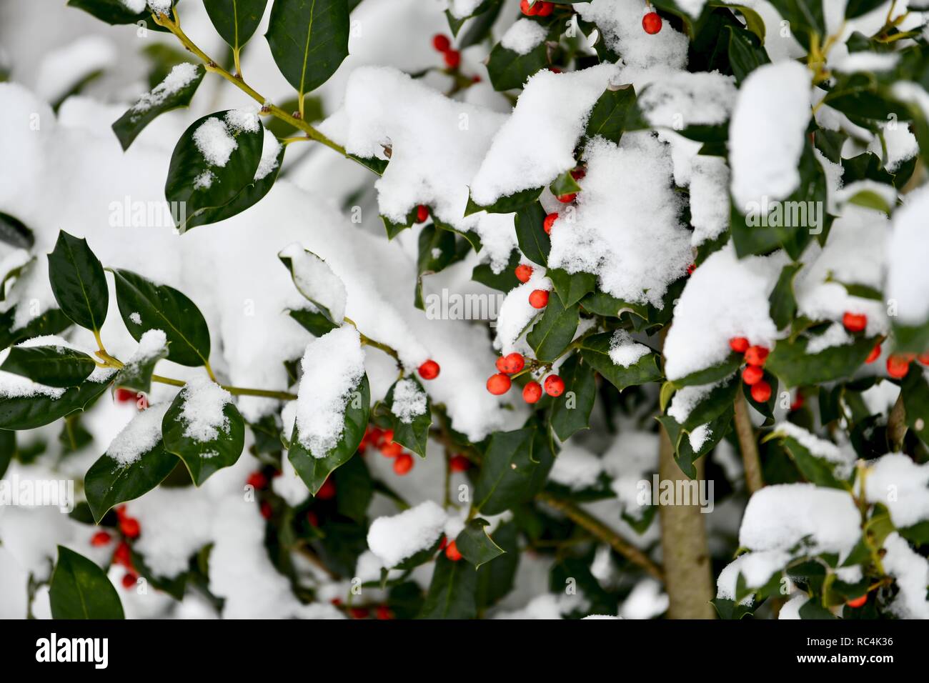 Frozen holly tree hi-res stock photography and images - Alamy