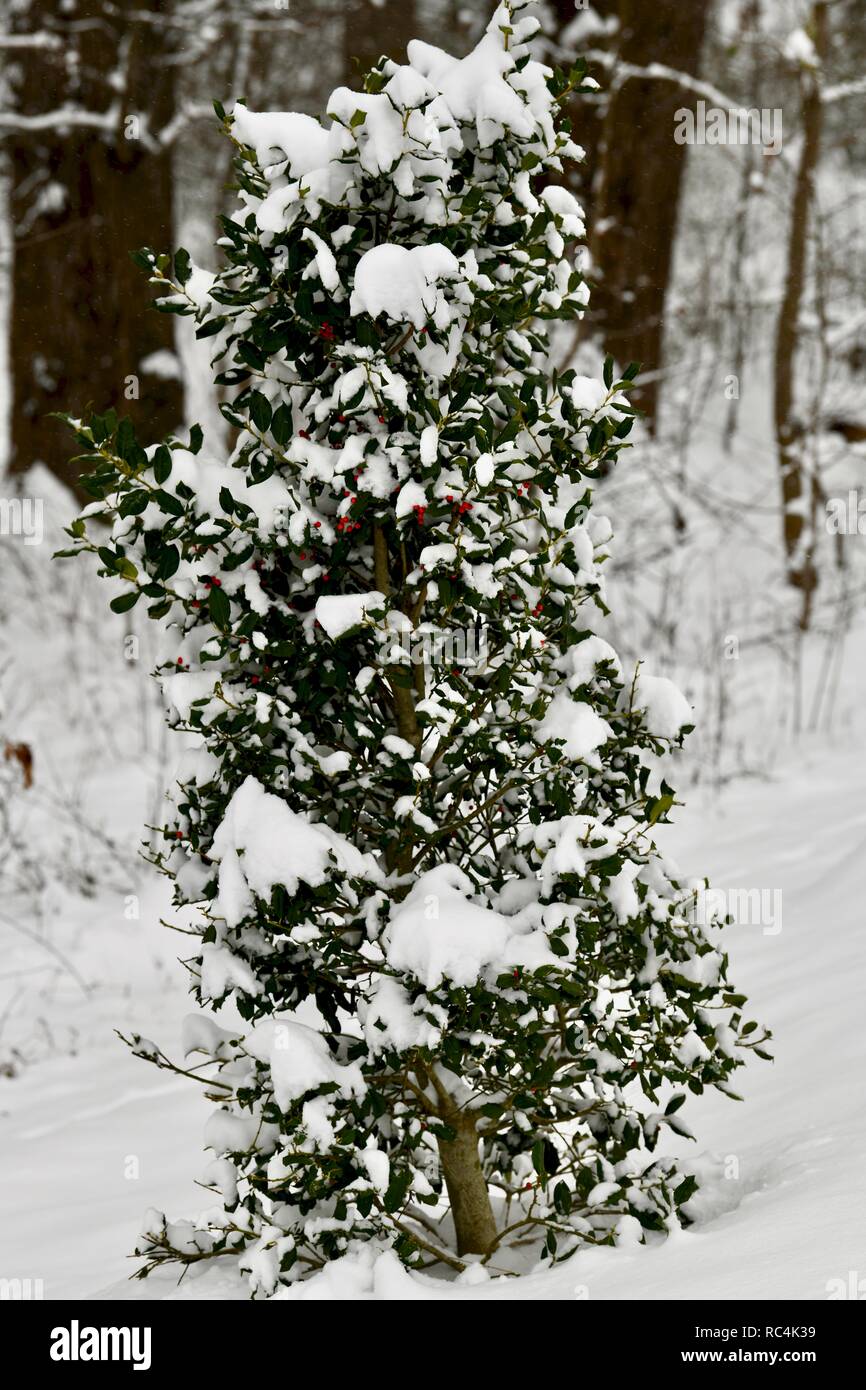 Frozen holly hi-res stock photography and images - Alamy