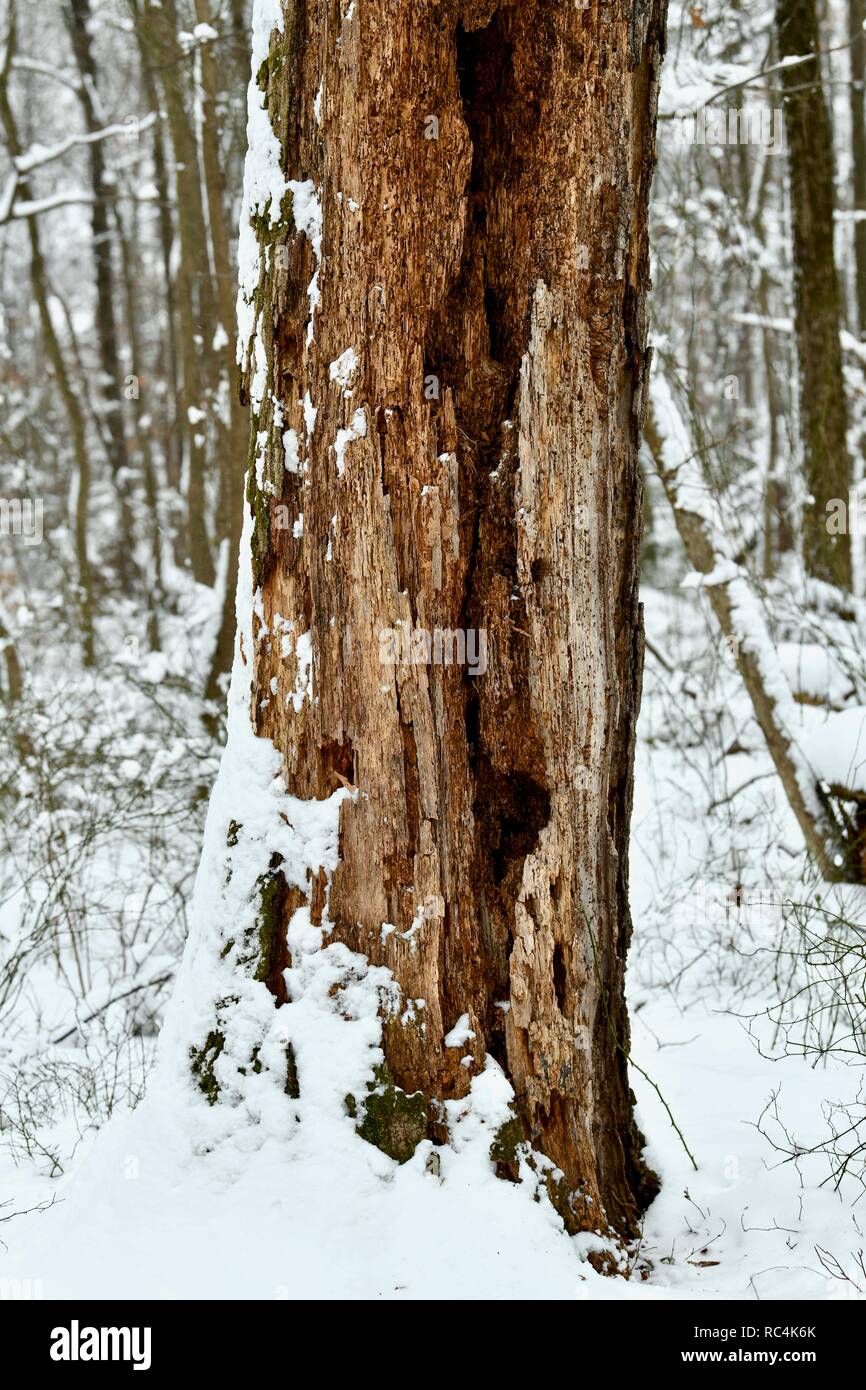 Rotting tree caused by disease or insects Stock Photo - Alamy