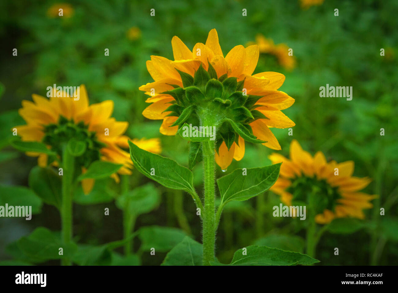 The back side of Sunflower close-up picture Stock Photo - Alamy