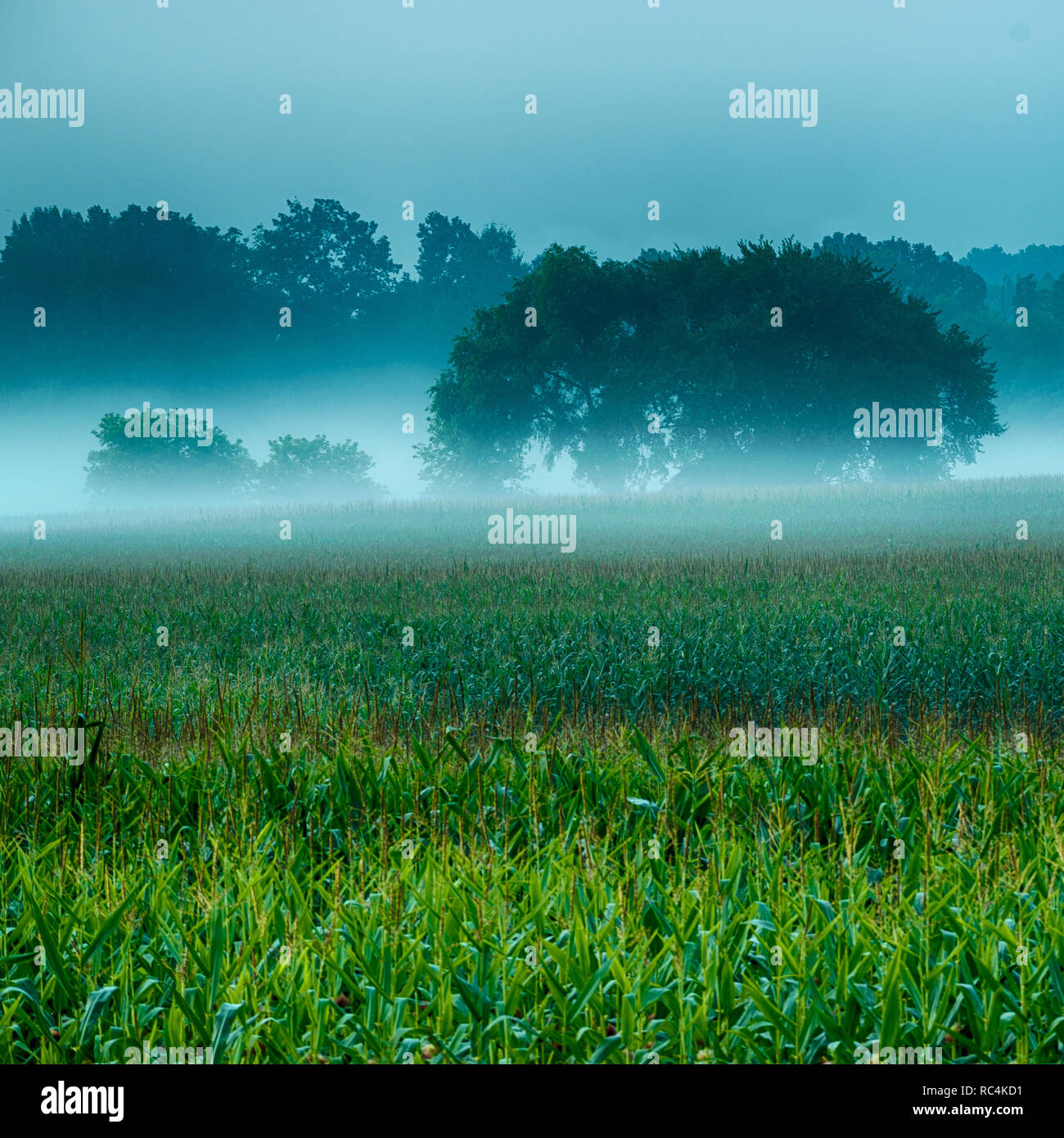 Gloomy foggy misty dark hi-res stock photography and images - Alamy