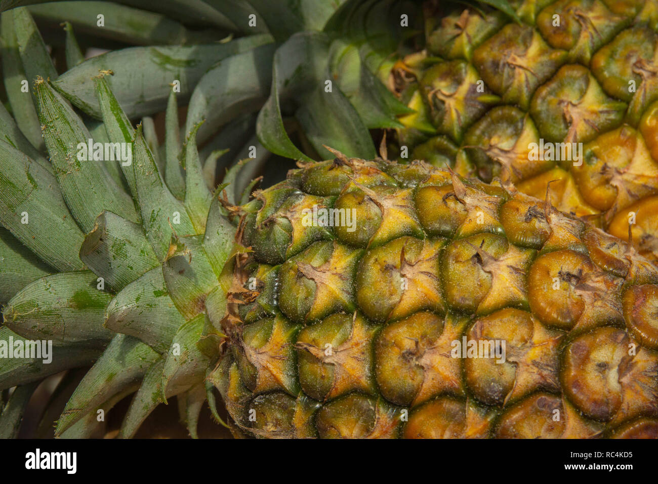 Pineapple close-up picture Stock Photo - Alamy