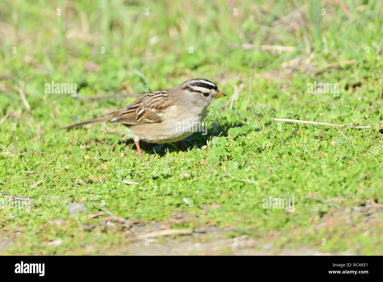 Common sparrow hi-res stock photography and images - Alamy