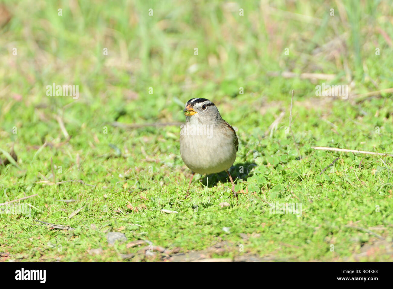 Common sparrow hi-res stock photography and images - Alamy