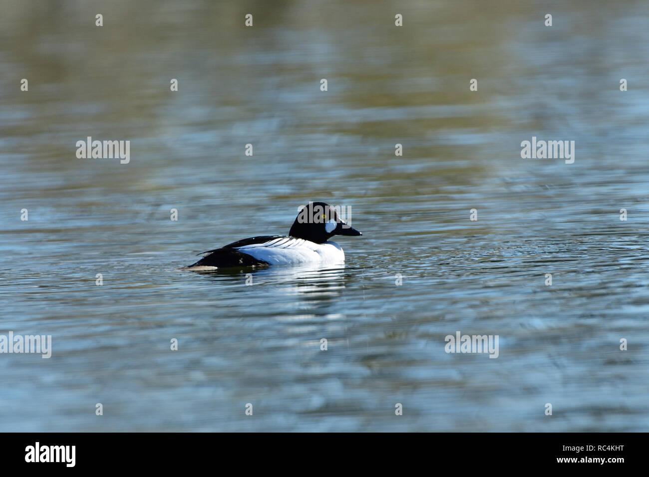 Common Goldeneye Duck Stock Photo - Alamy