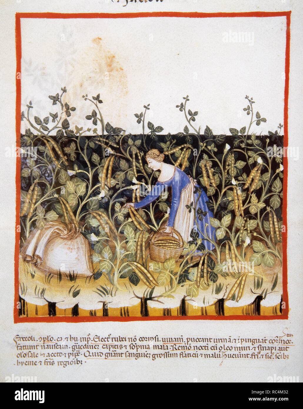 Farmer medieval illustration field hi-res stock photography and images ...