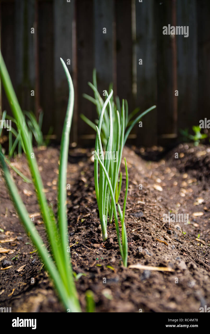 Red onions in soil hi-res stock photography and images - Alamy