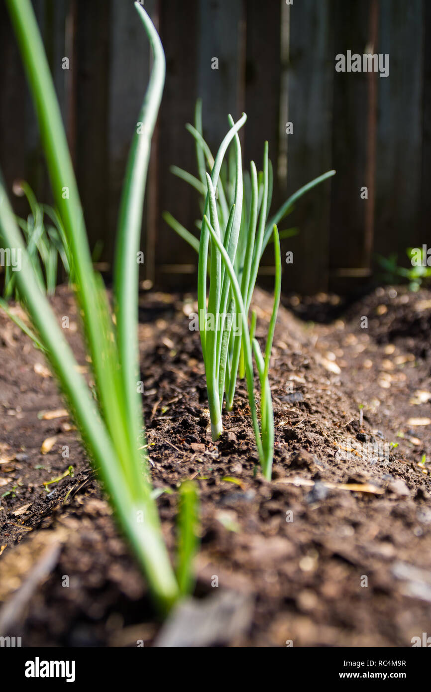 Red onions growing in backyard garden Stock Photo - Alamy