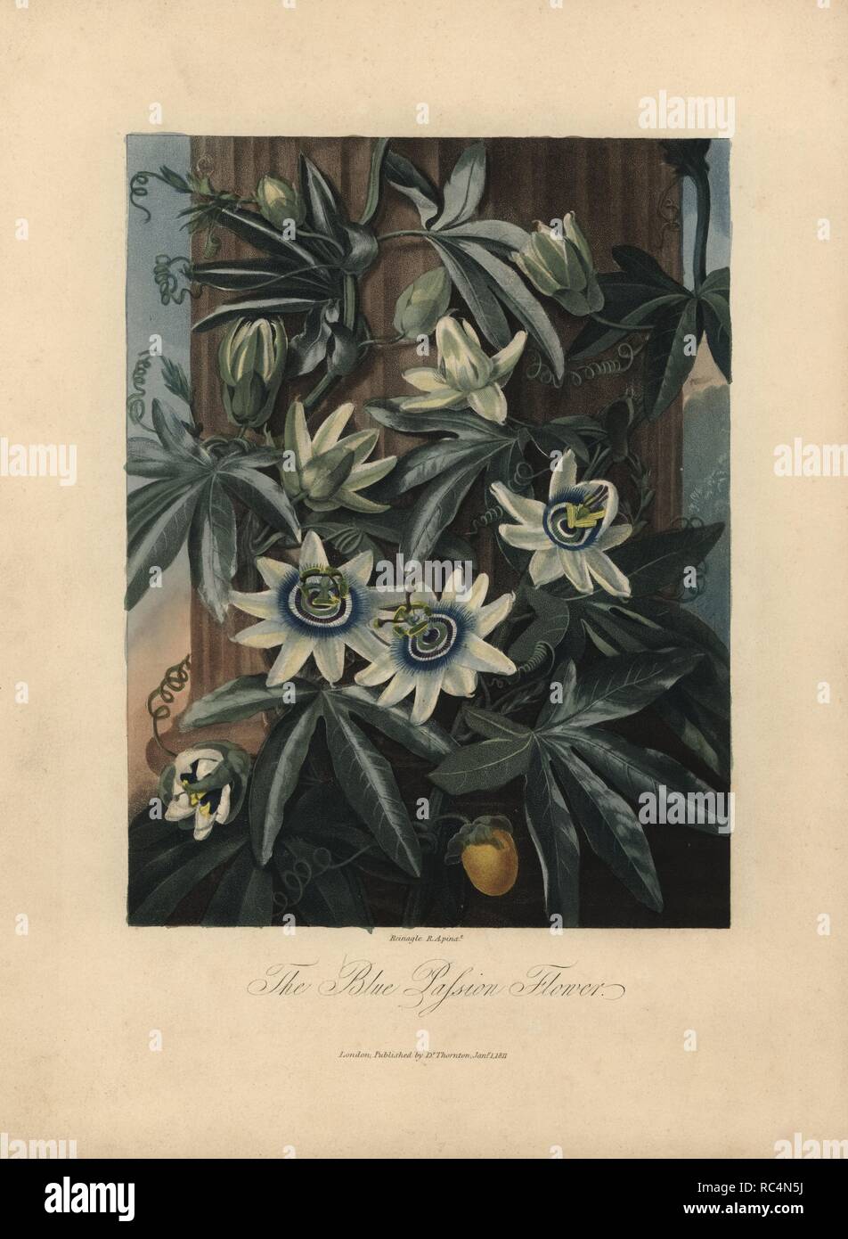 Book botanical illustrations hi-res stock photography and images - Alamy