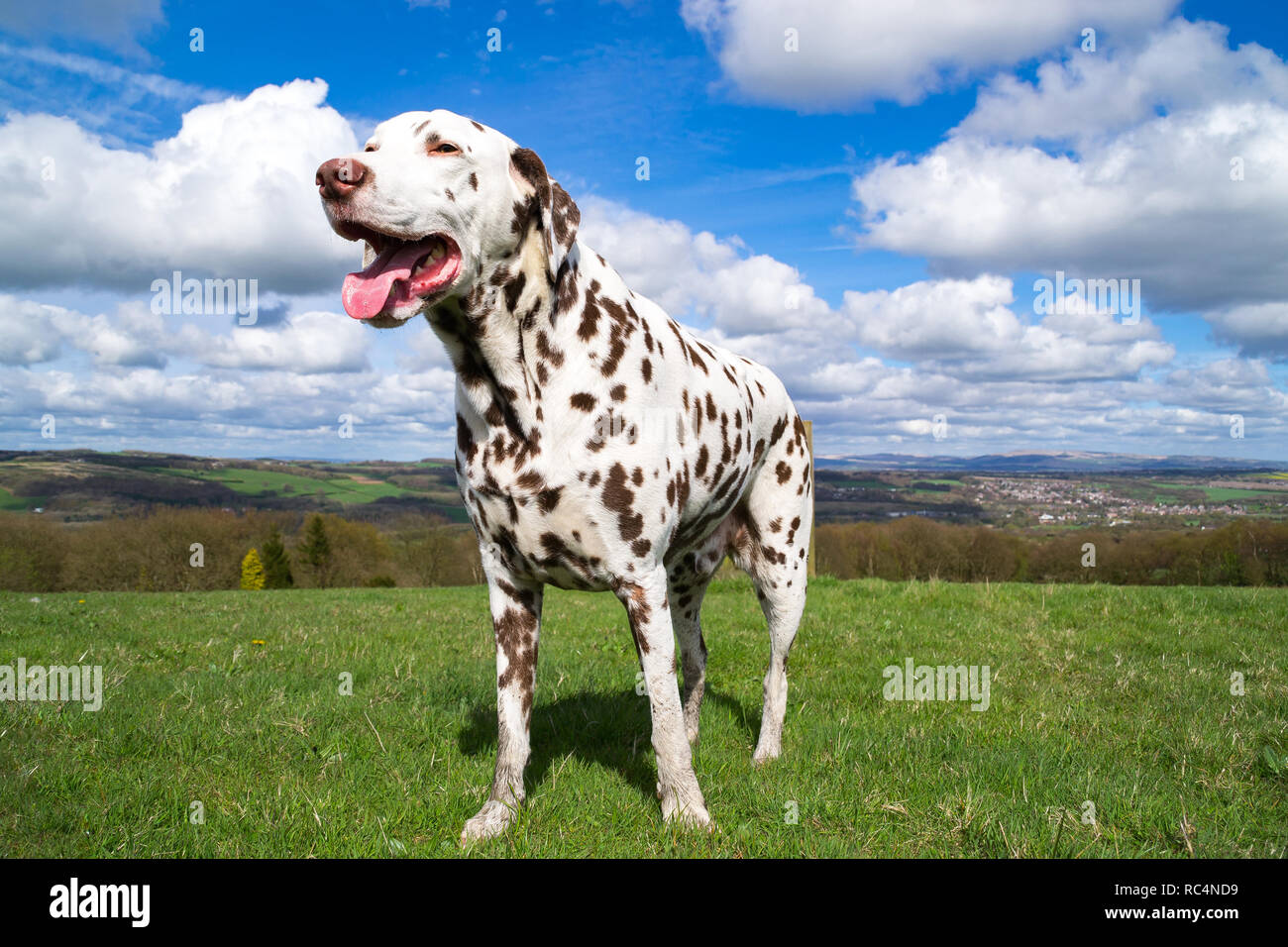 Adult dalmatian enjoying the English spring sun on the hillside field ...