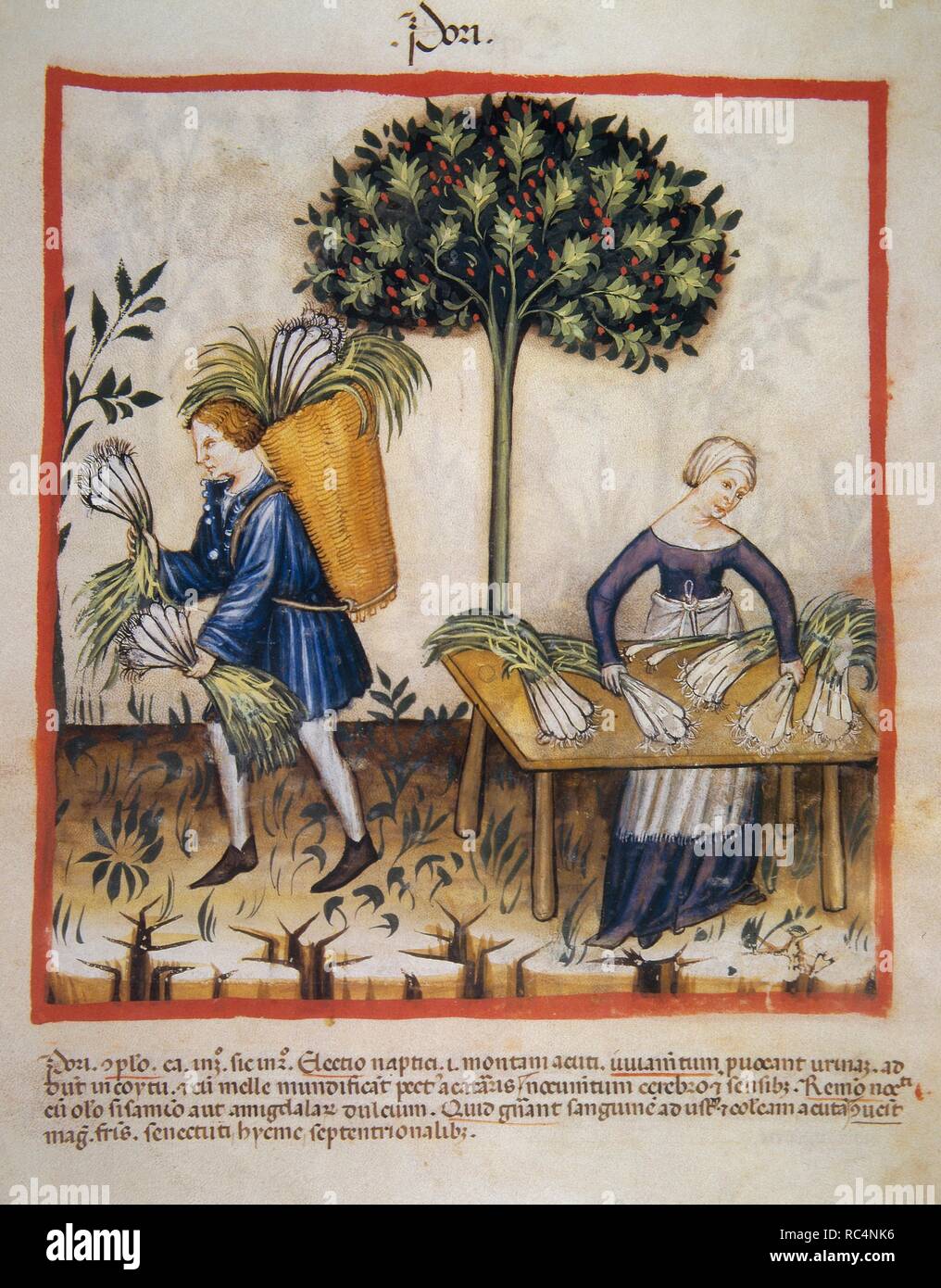 Tacuinum sanitatis 14th century medieval hi-res stock photography and ...