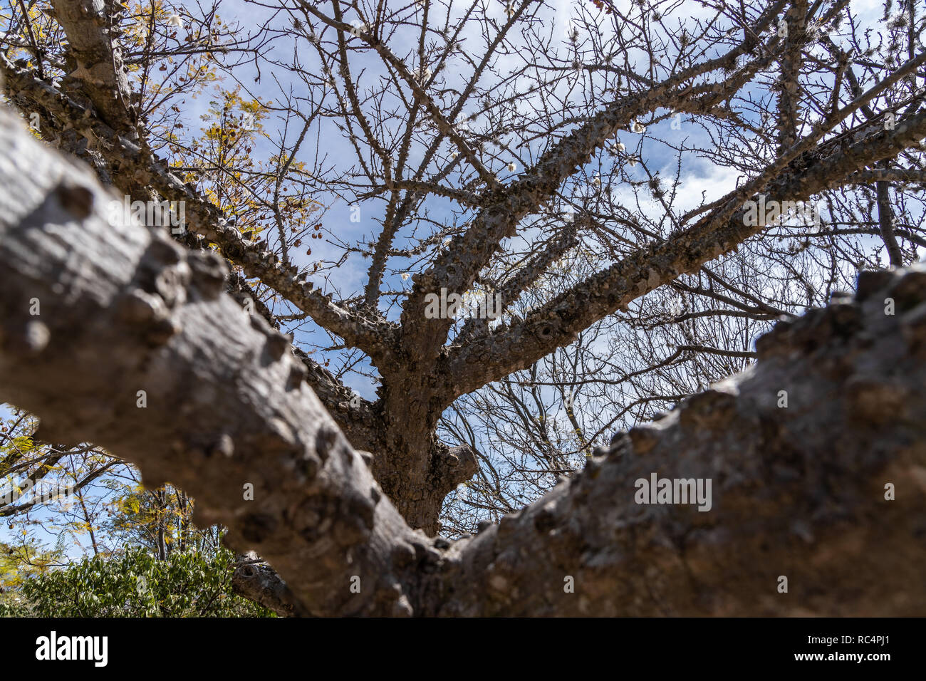 Tree branches at Monte Alban, Oaxaca, Mexico Stock Photo - Alamy