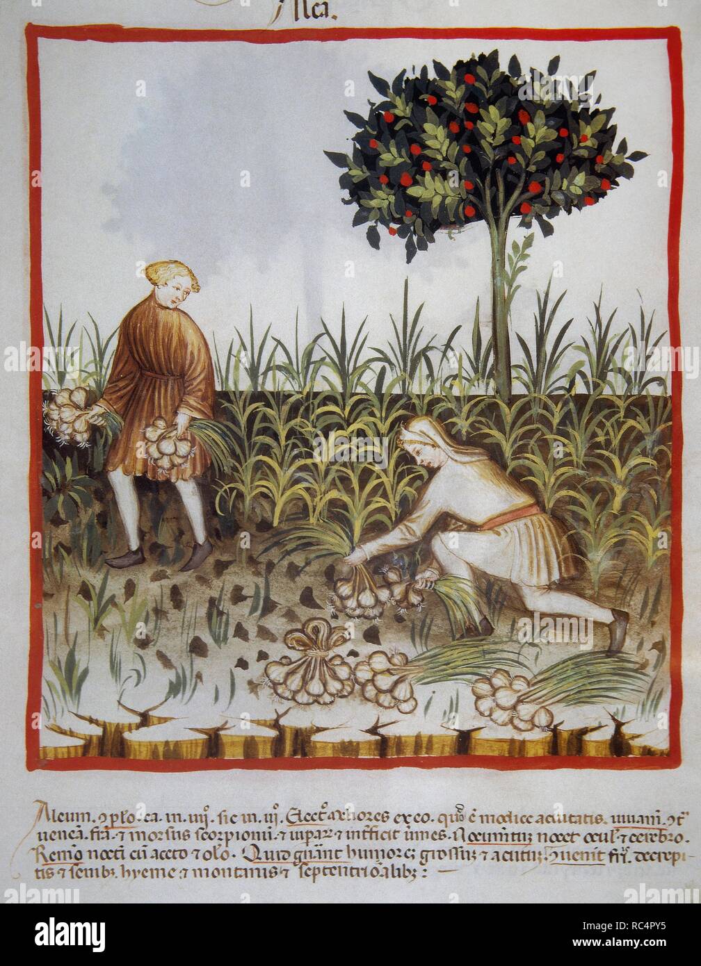 Tacuinum sanitatis 14th century medieval hi-res stock photography and ...