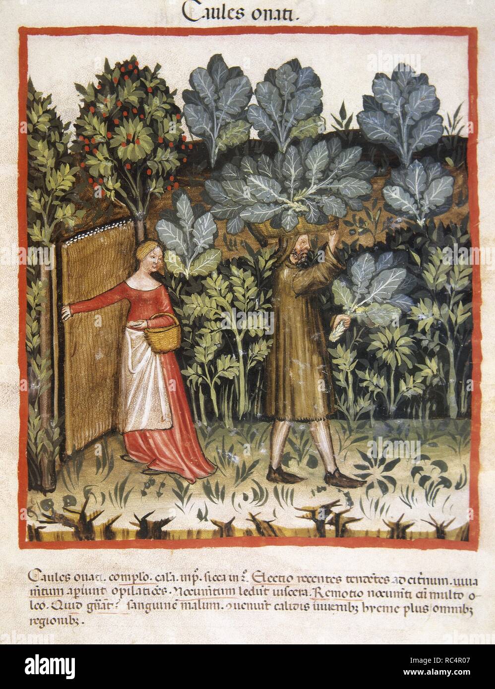 Tacuinum Sanitatis. 14th century. Medieval handbook of health. Cabbages ...