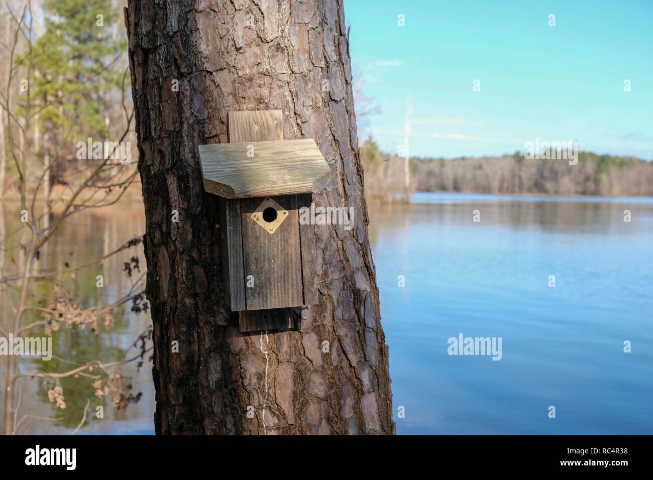 A birdhouse is mounted on a pine tree by Falls Lake at Blue Jay Point ...