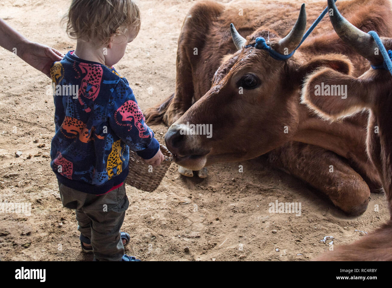Oxes hi-res stock photography and images - Alamy