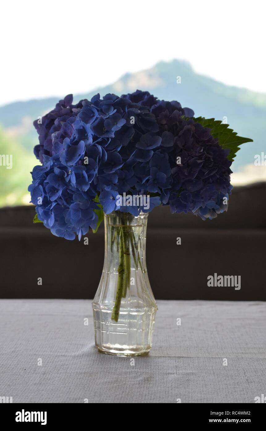 Blue hydrangeas in vase on table Stock Photo - Alamy