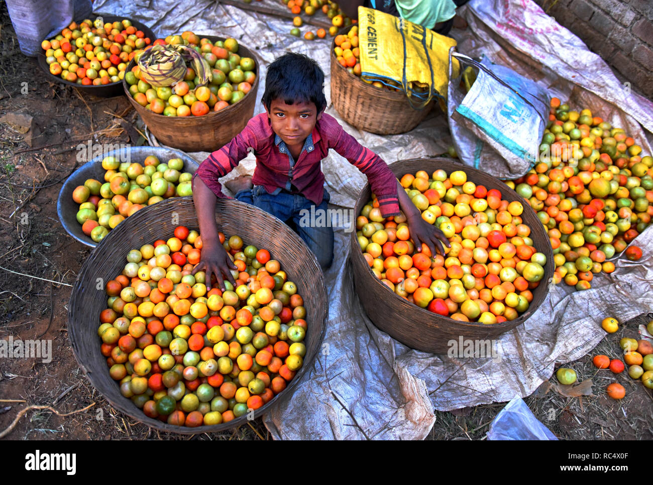 Purulia, India. 13th Jan, 2019. Tomato is one of the important Crop of ...