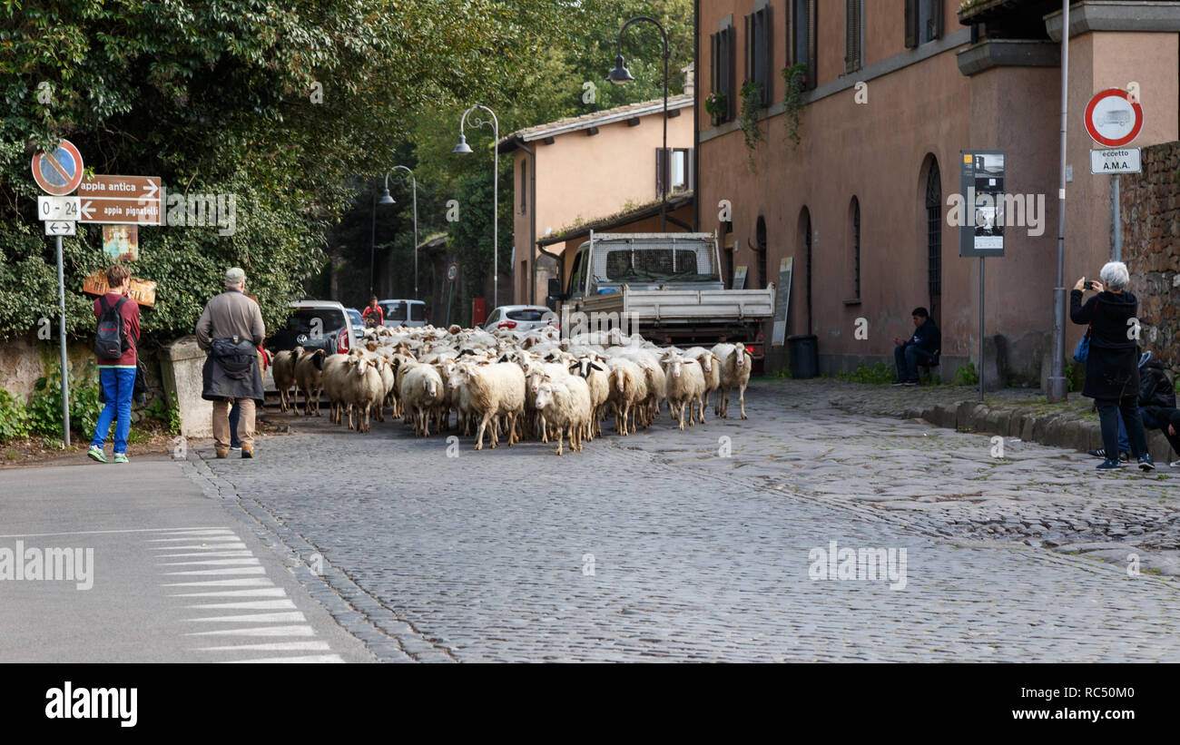 Herding sheep ancient hi-res stock photography and images - Alamy