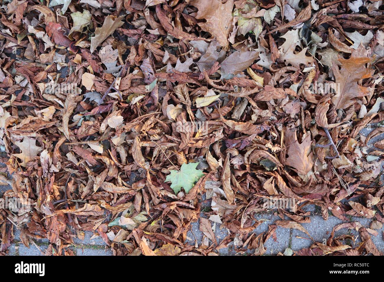 Close up high resolution surface of autumn leaves on the ground Stock ...