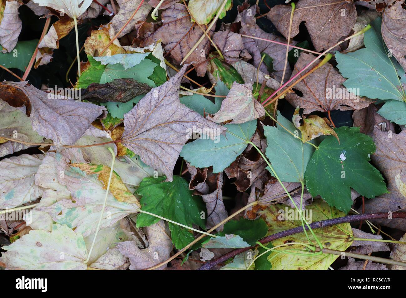 Close up high resolution surface of autumn leaves on the ground Stock ...