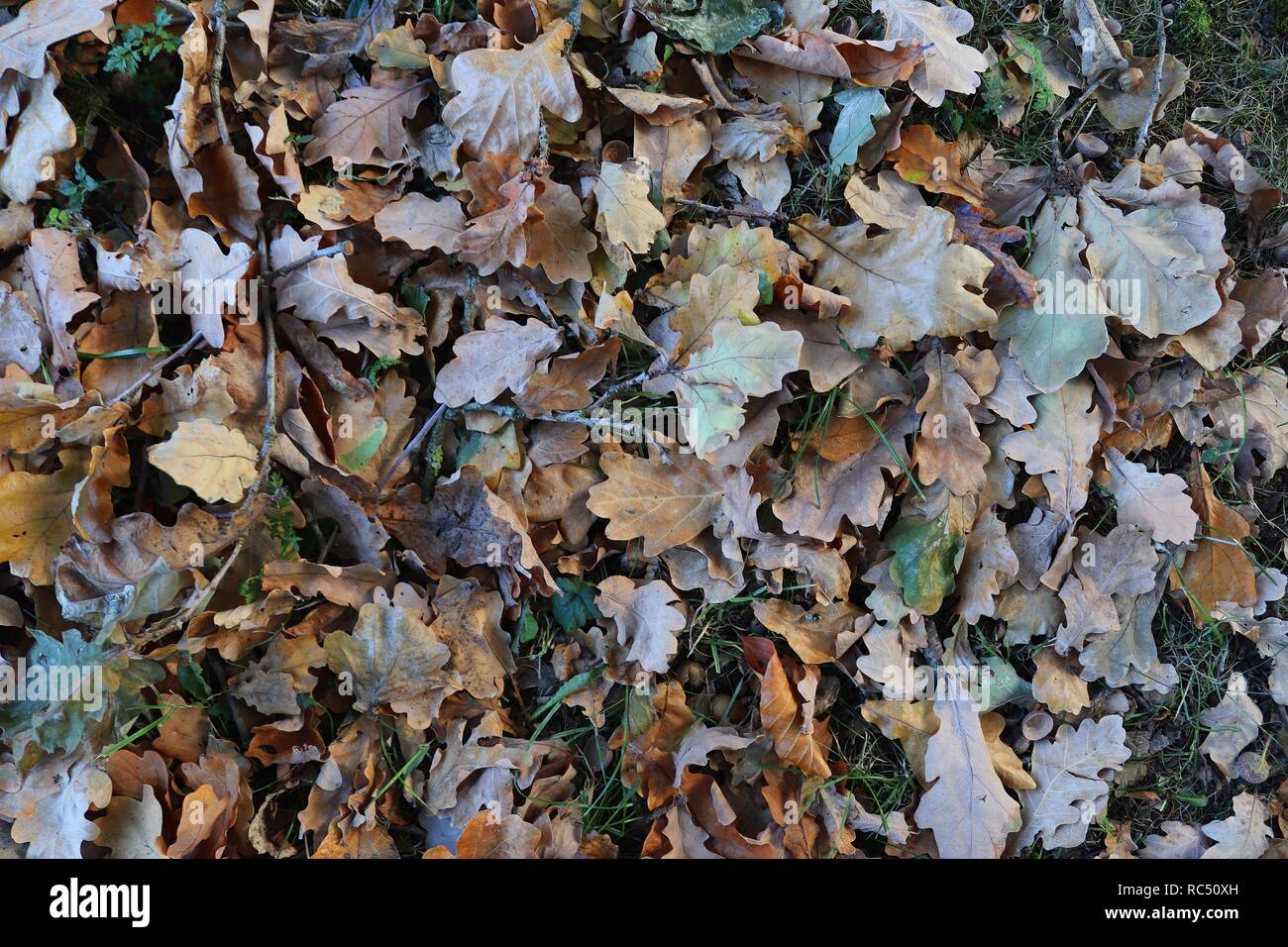 Close up high resolution surface of autumn leaves on the ground Stock ...