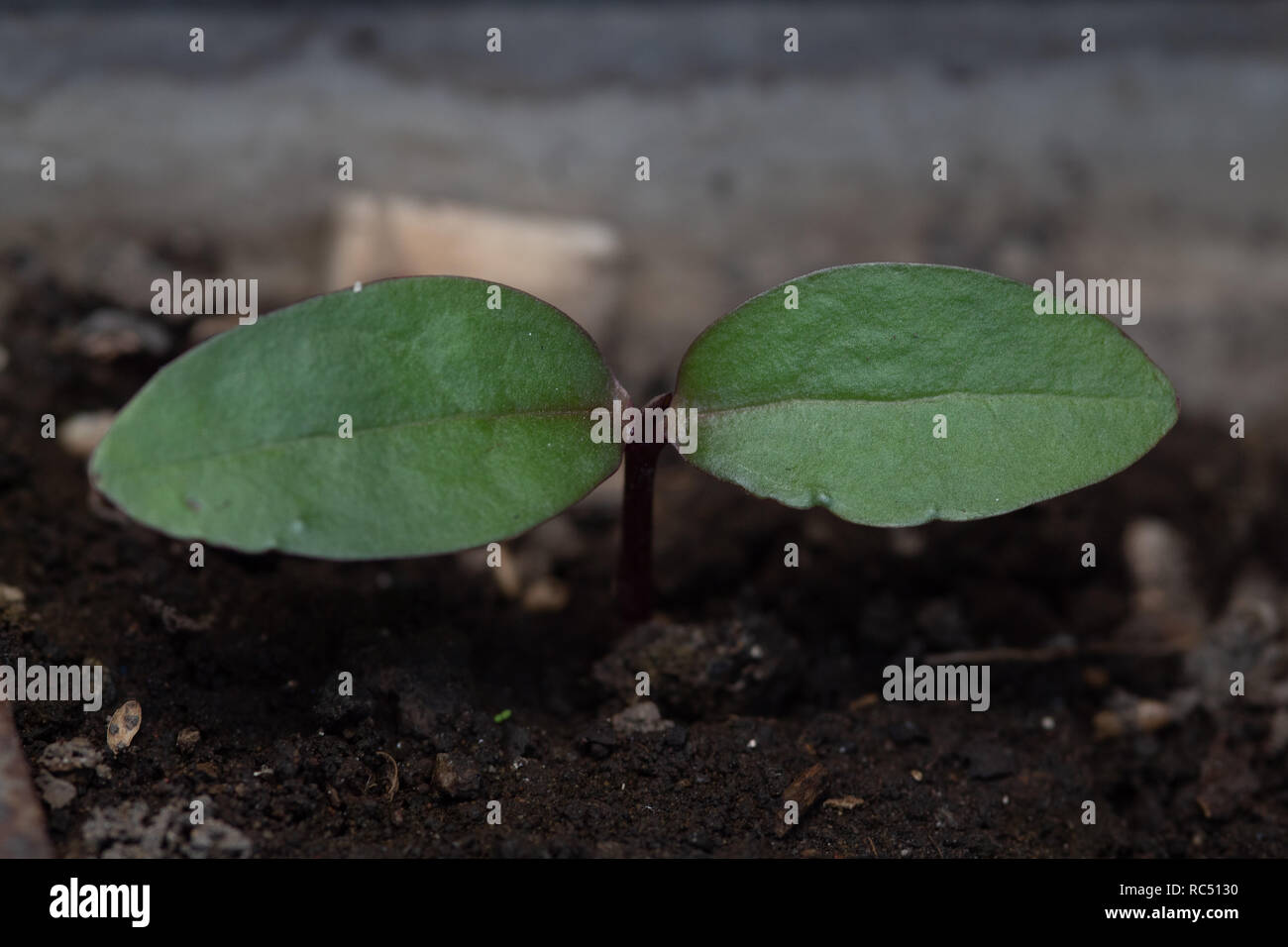 Junk or garbage Stock Photo - Alamy